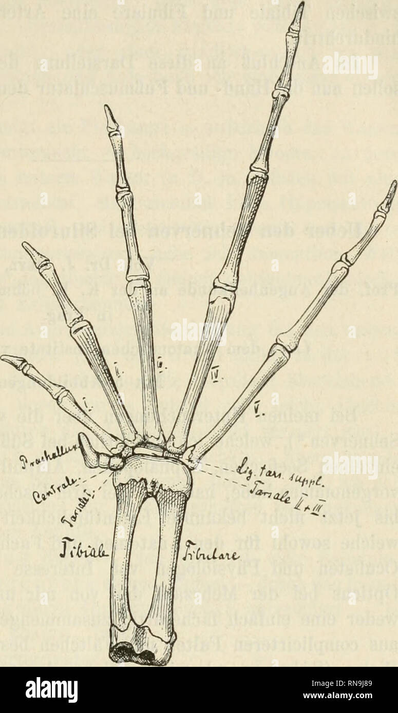 Tarsalis hi-res stock photography and images - Alamy