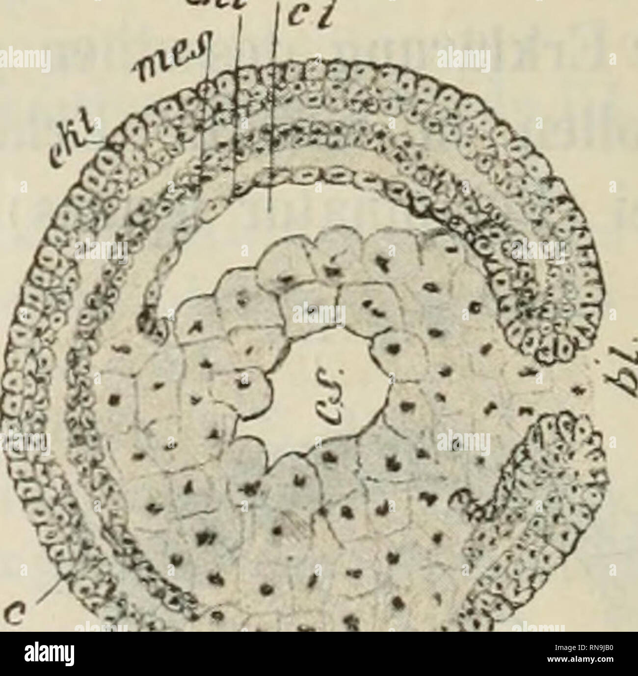. Anatomischer Anzeiger. Anatomy, Comparative; Anatomy, Comparative ...