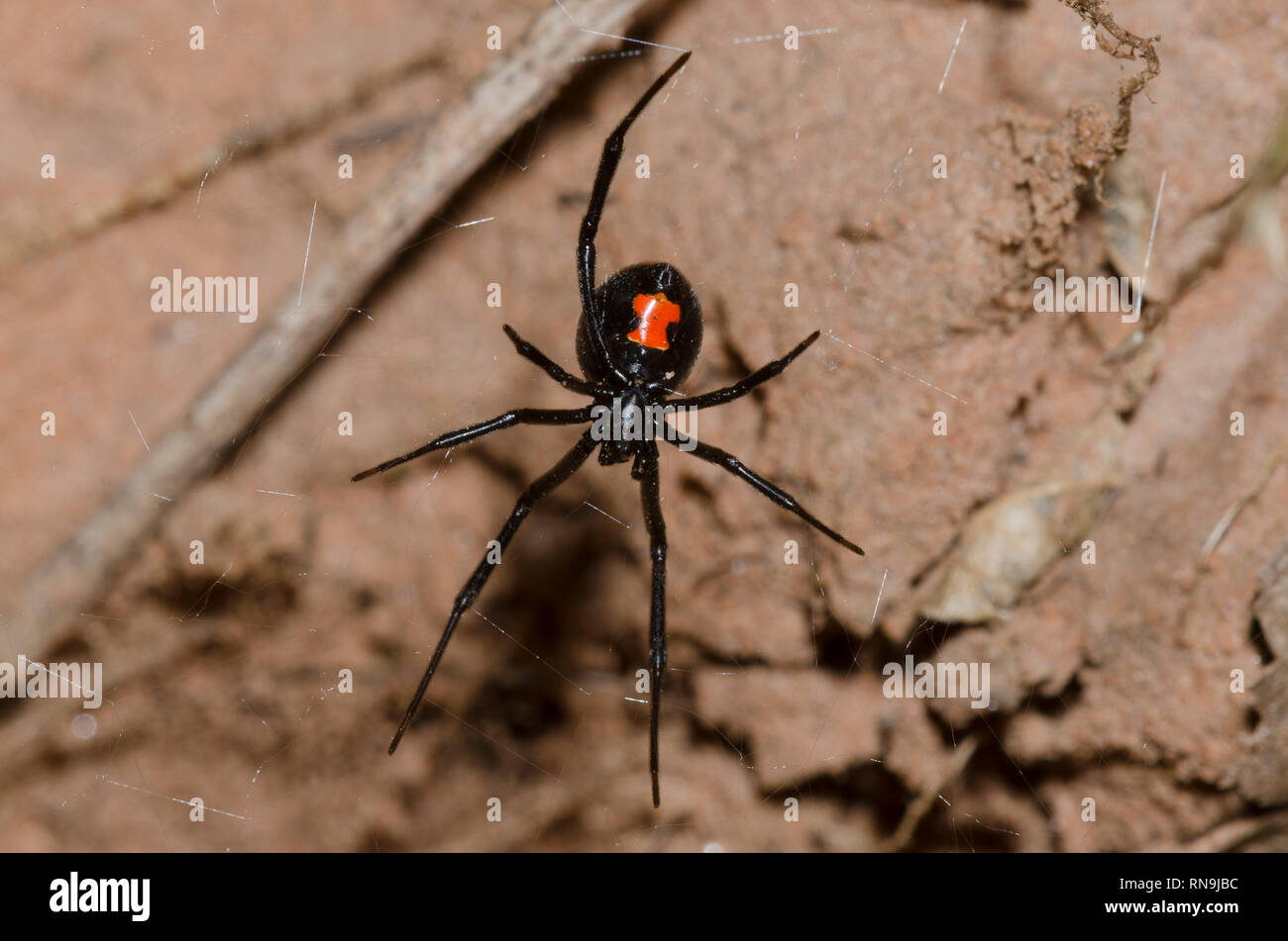 Southern black widow hi-res stock photography and images - Alamy