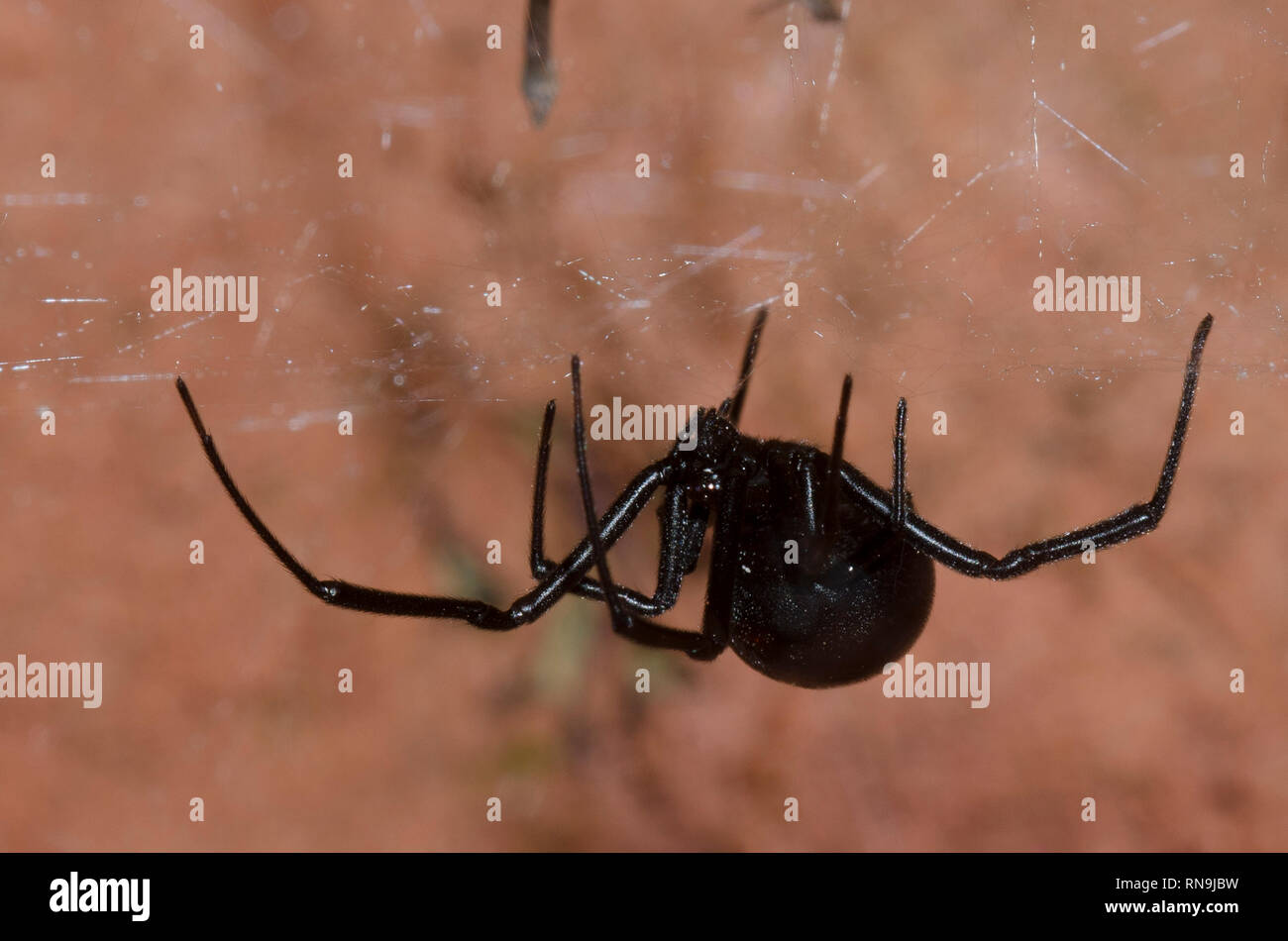 Southern Black Widow, Latrodectus mactans Stock Photo - Alamy