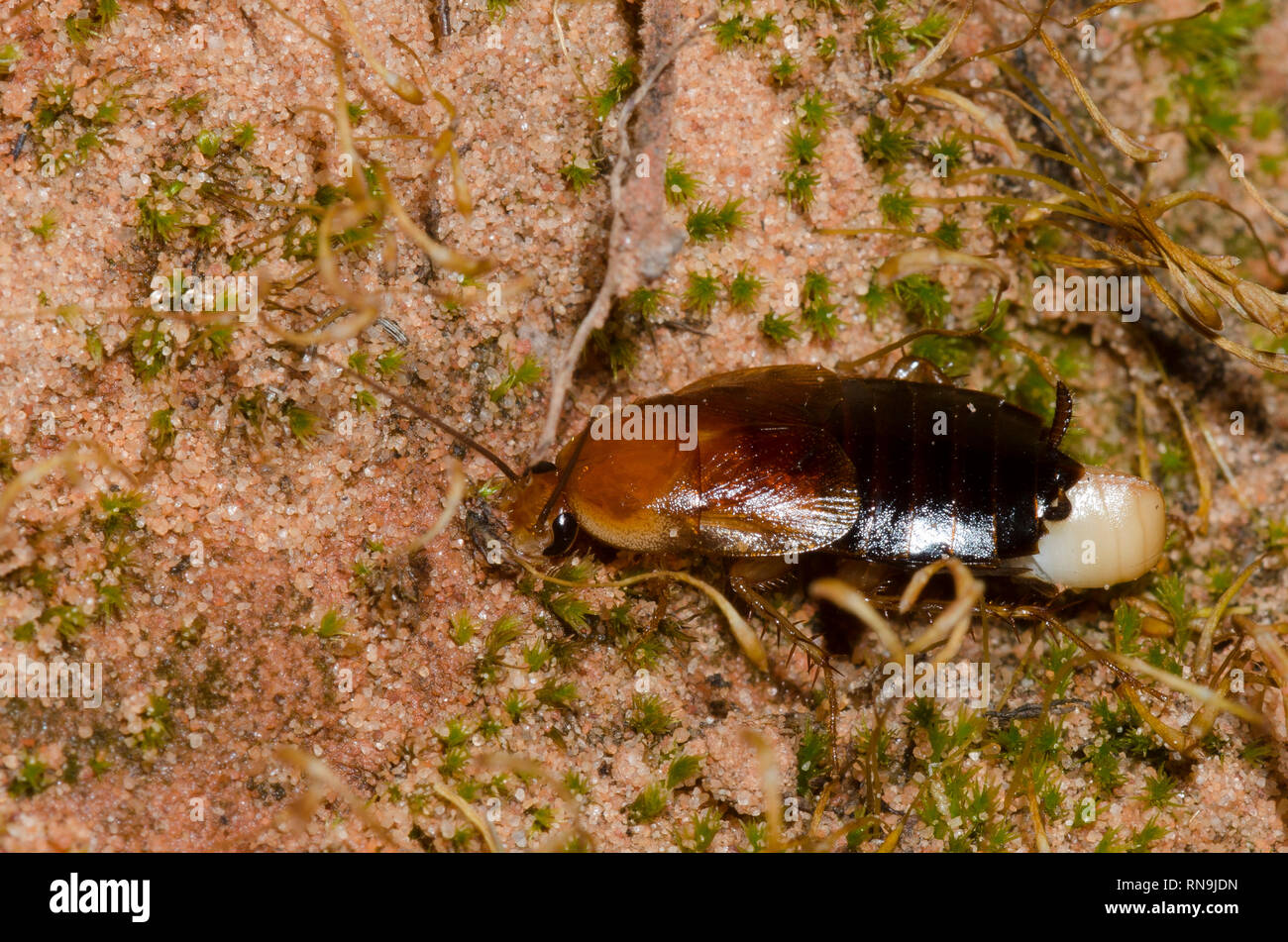 Parcoblatta fulvescens hi-res stock photography and images - Alamy