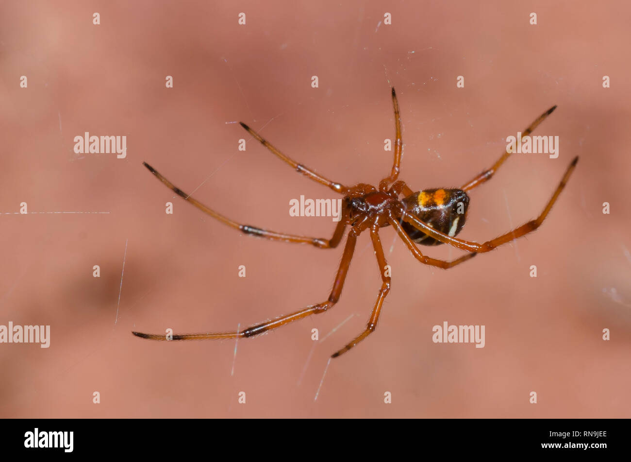 Southern Black Widow, Latrodectus mactans, immature Stock Photo - Alamy Southern Black Widow, Latrodectus mactans, immature Stock Photo - Alamy