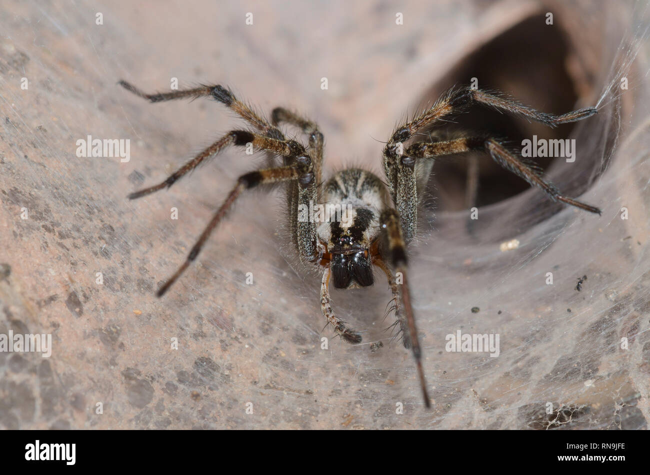 Funnelweb Spider, Family Agelenidae Stock Photo - Alamy