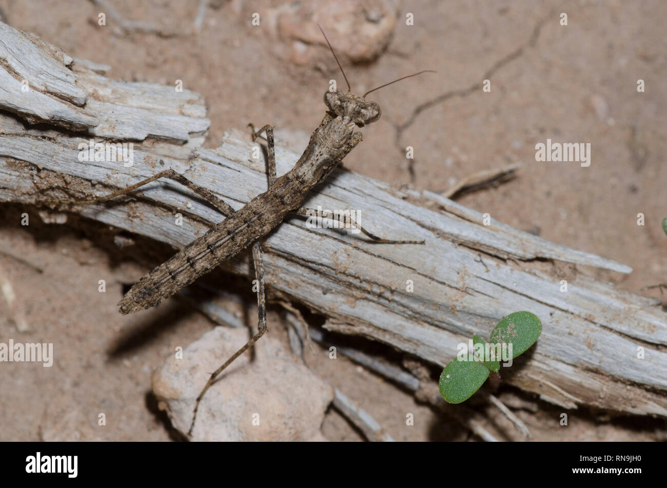 Ground mantis hi-res stock photography and images - Alamy