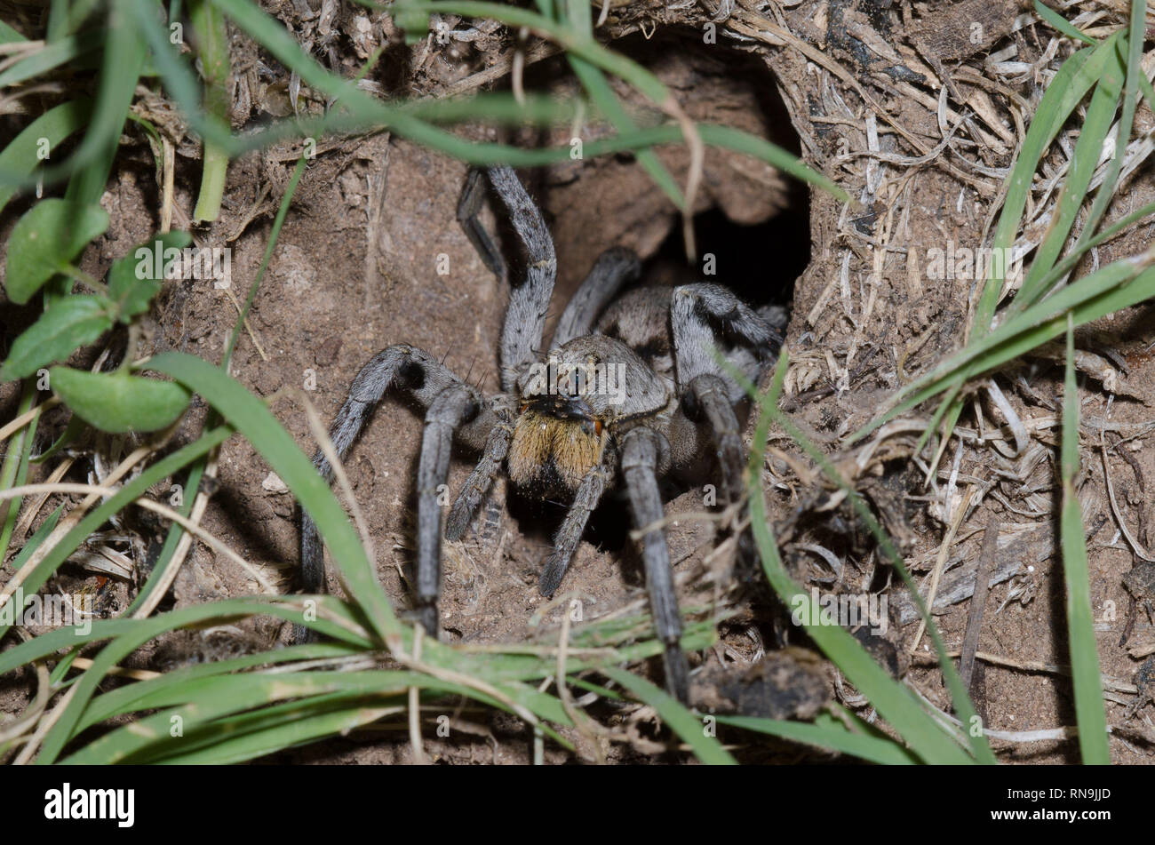 Burrowing wolf spider hi-res stock photography and images - Alamy