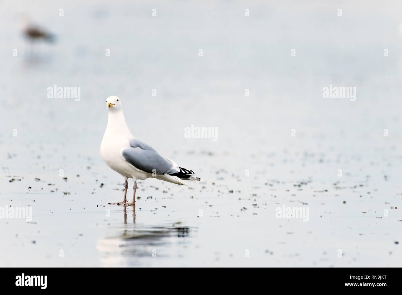 Herring gull stand on the sandy at the beach during winter Stock Photo ...