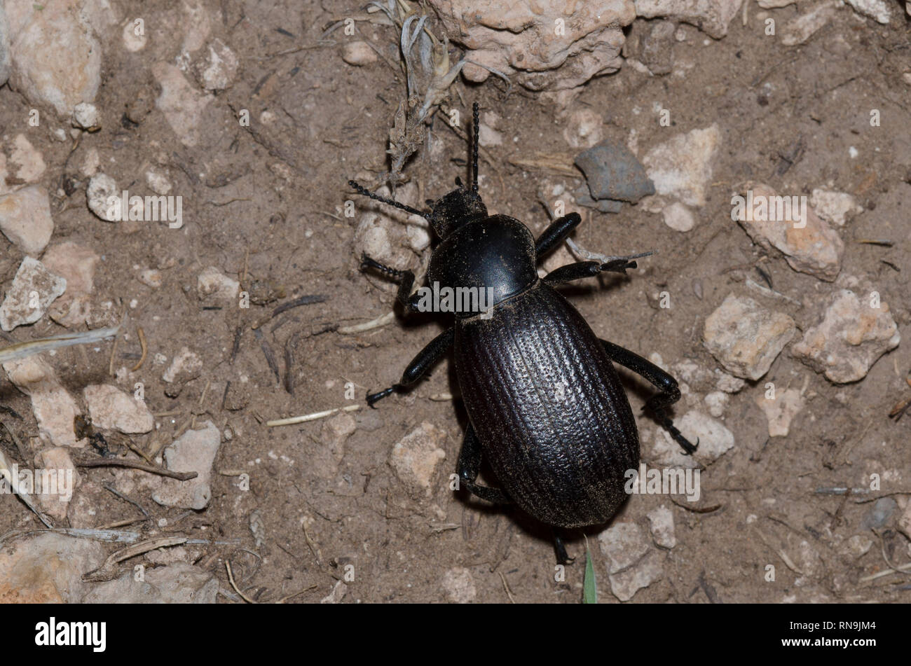 Eleodes hi-res stock photography and images - Alamy