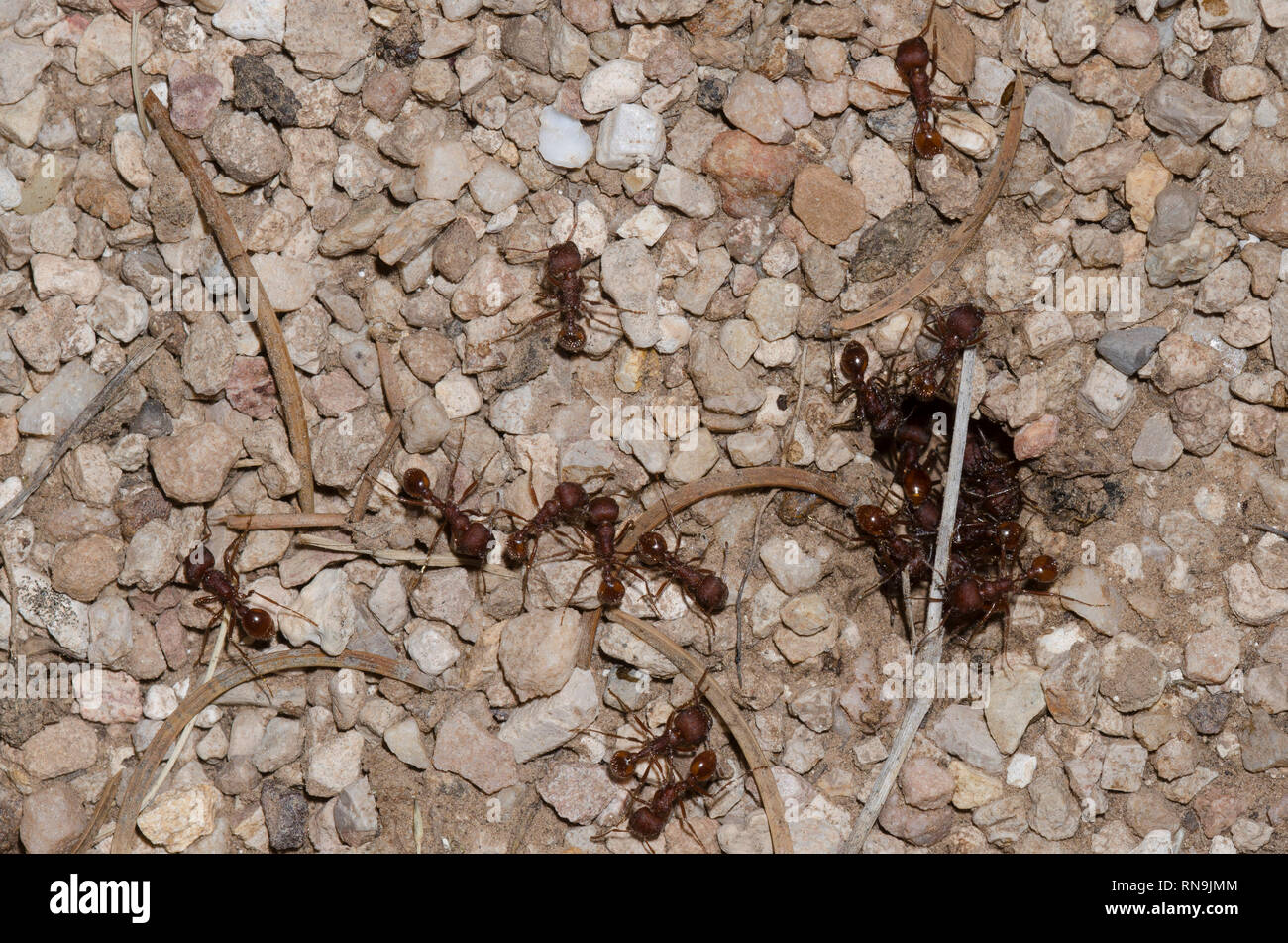 Harvester Ants, Pogonomyrmex sp Stock Photo - Alamy