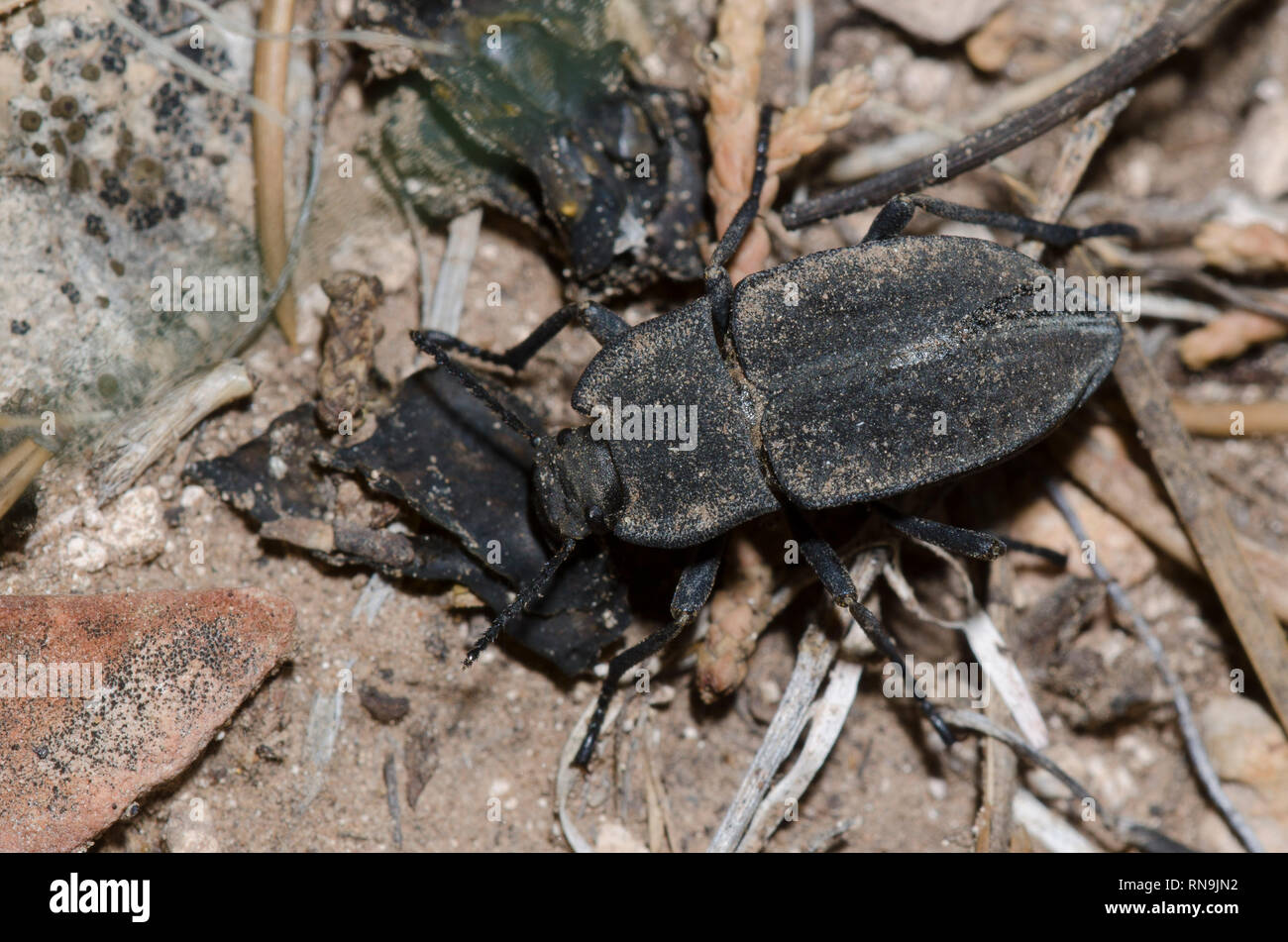 Opaca hi-res stock photography and images - Alamy