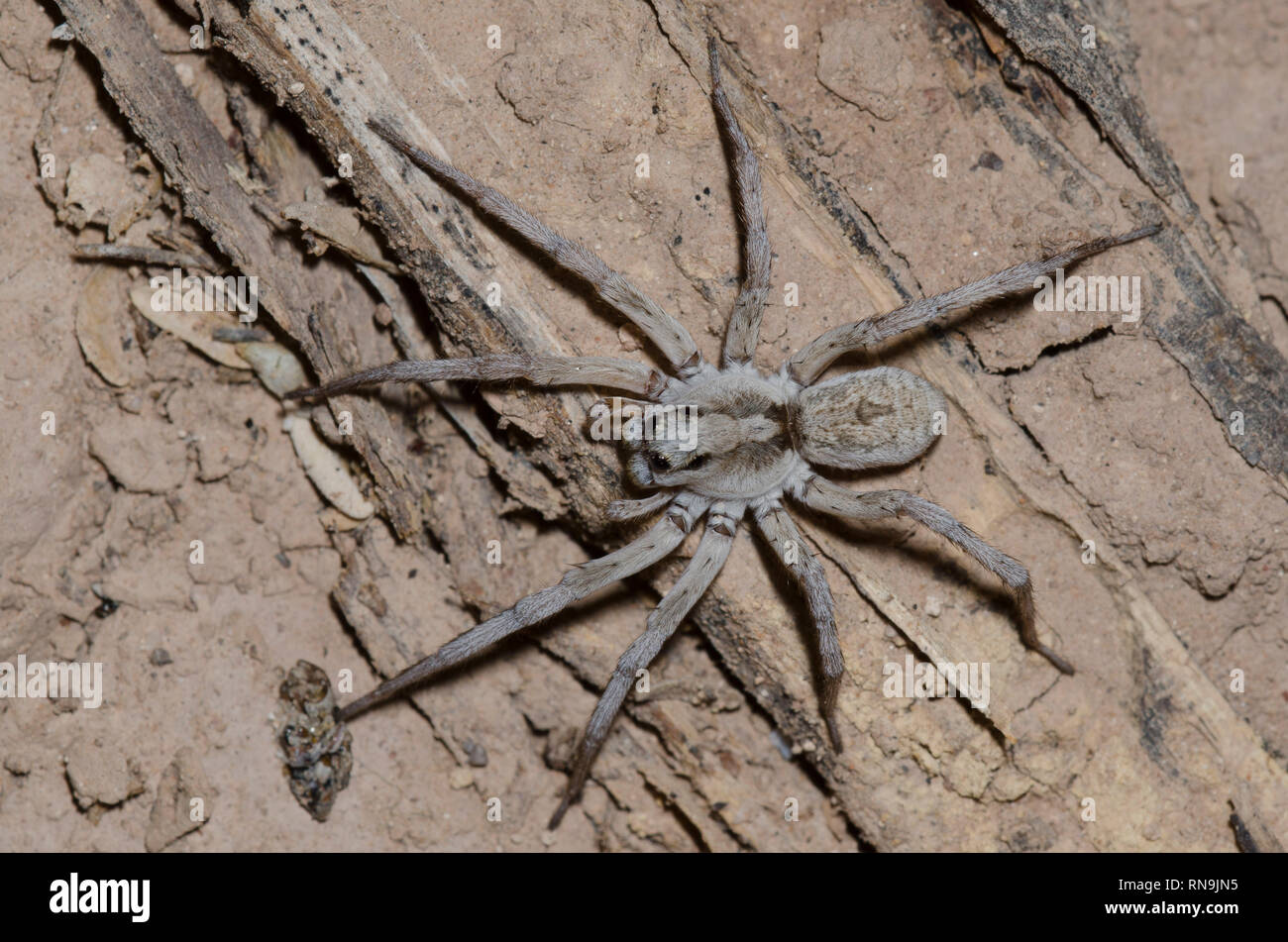 Hogna hi-res stock photography and images - Alamy