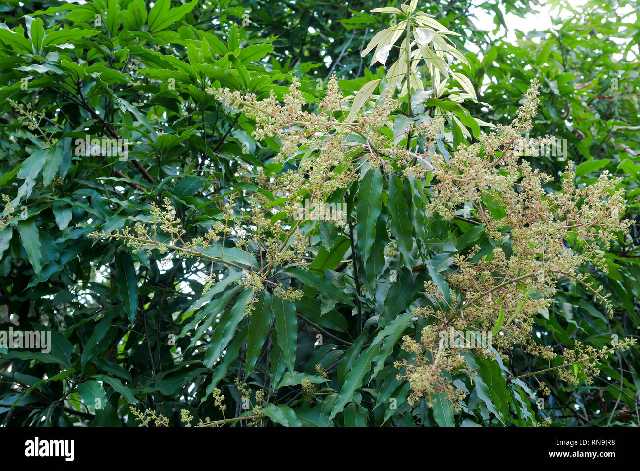 Mango tree flower hi-res stock photography and images - Alamy