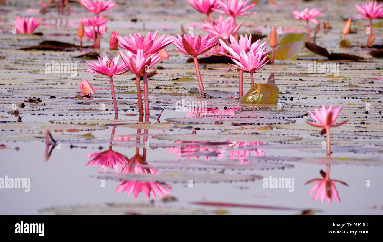 Red sea swamp hi-res stock photography and images - Alamy