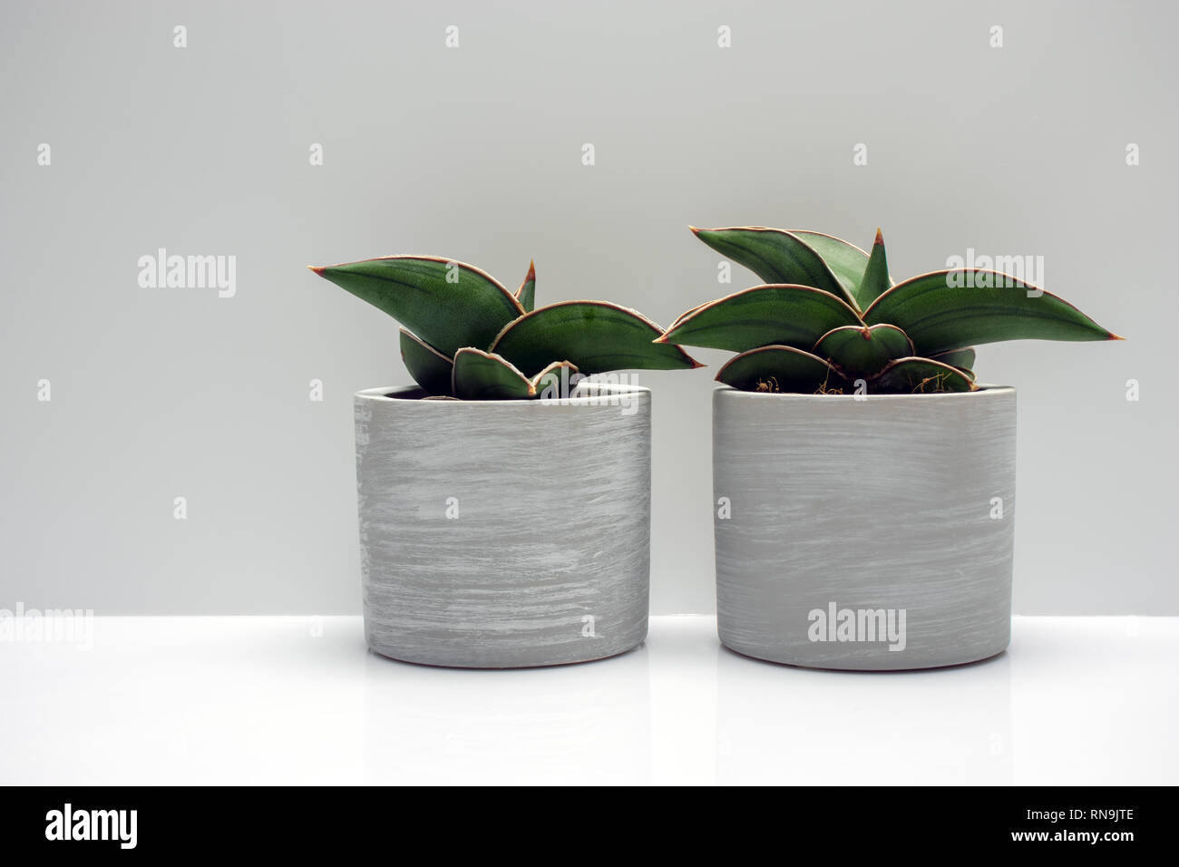 Succulents in small round pots on grey background. The concept of ...