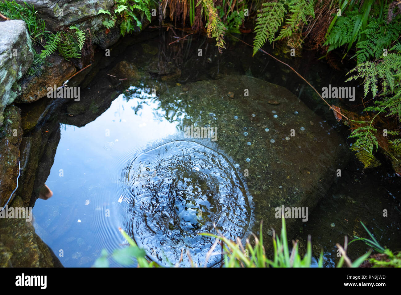 Springs of the Vltava river - source of Tepla Vltava in national park ...