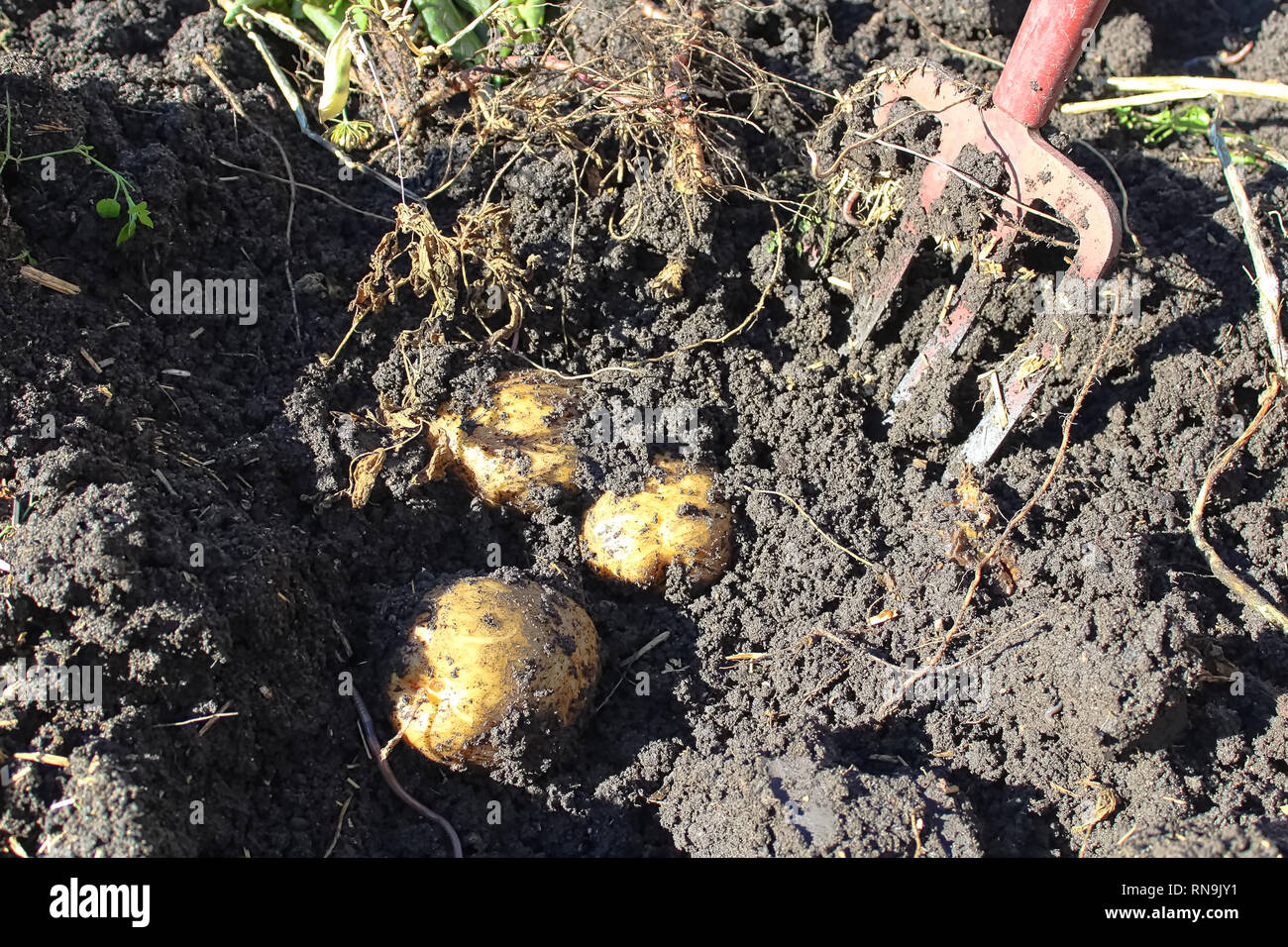 Lifting potatoes hi-res stock photography and images - Alamy