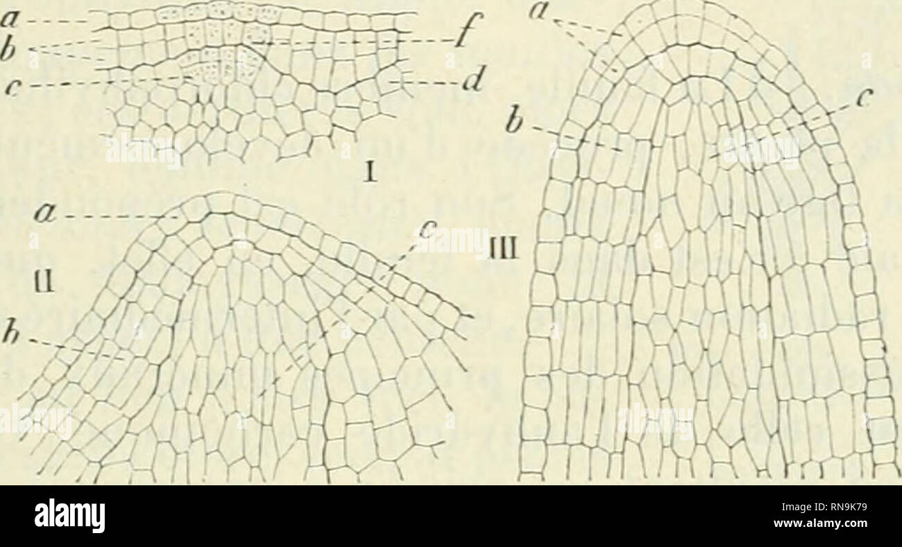 Cellule pyramidale hi-res stock photography and images - Alamy