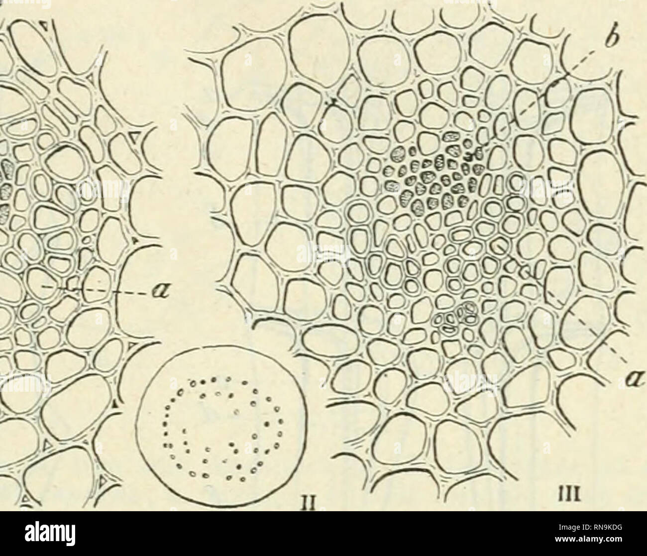Tige ligneuse hi-res stock photography and images - Alamy