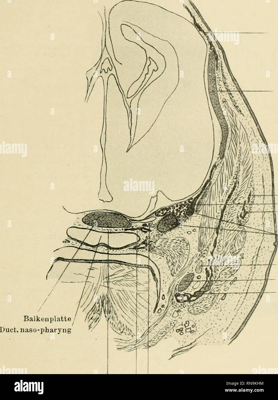 . Anatomische Hefte. Über das Primordialcranium von Perameles ...