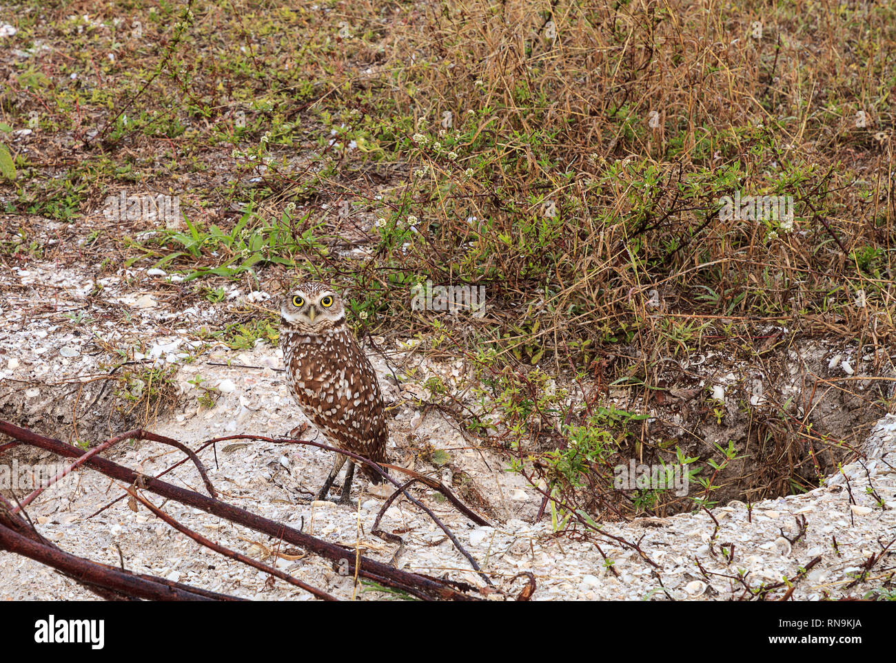 Adult Burrowing owl Athene cunicularia perched outside its burrow on ...