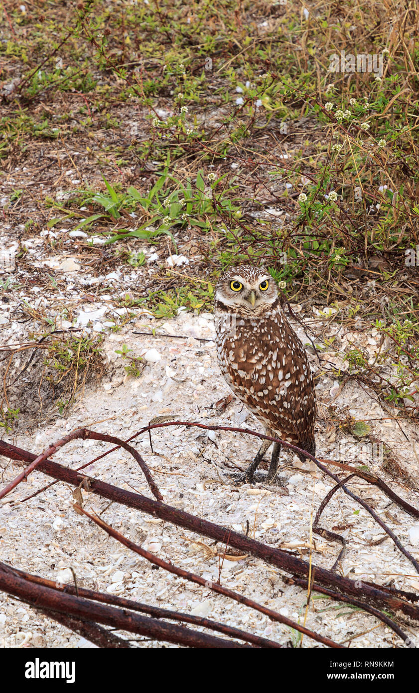 Adult Burrowing owl Athene cunicularia perched outside its burrow on ...