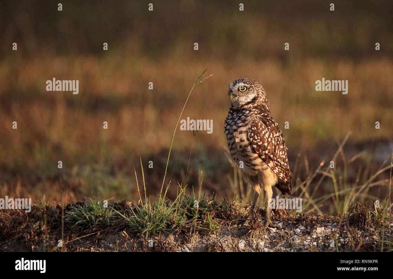 Adult Burrowing owl Athene cunicularia perched outside its burrow on ...