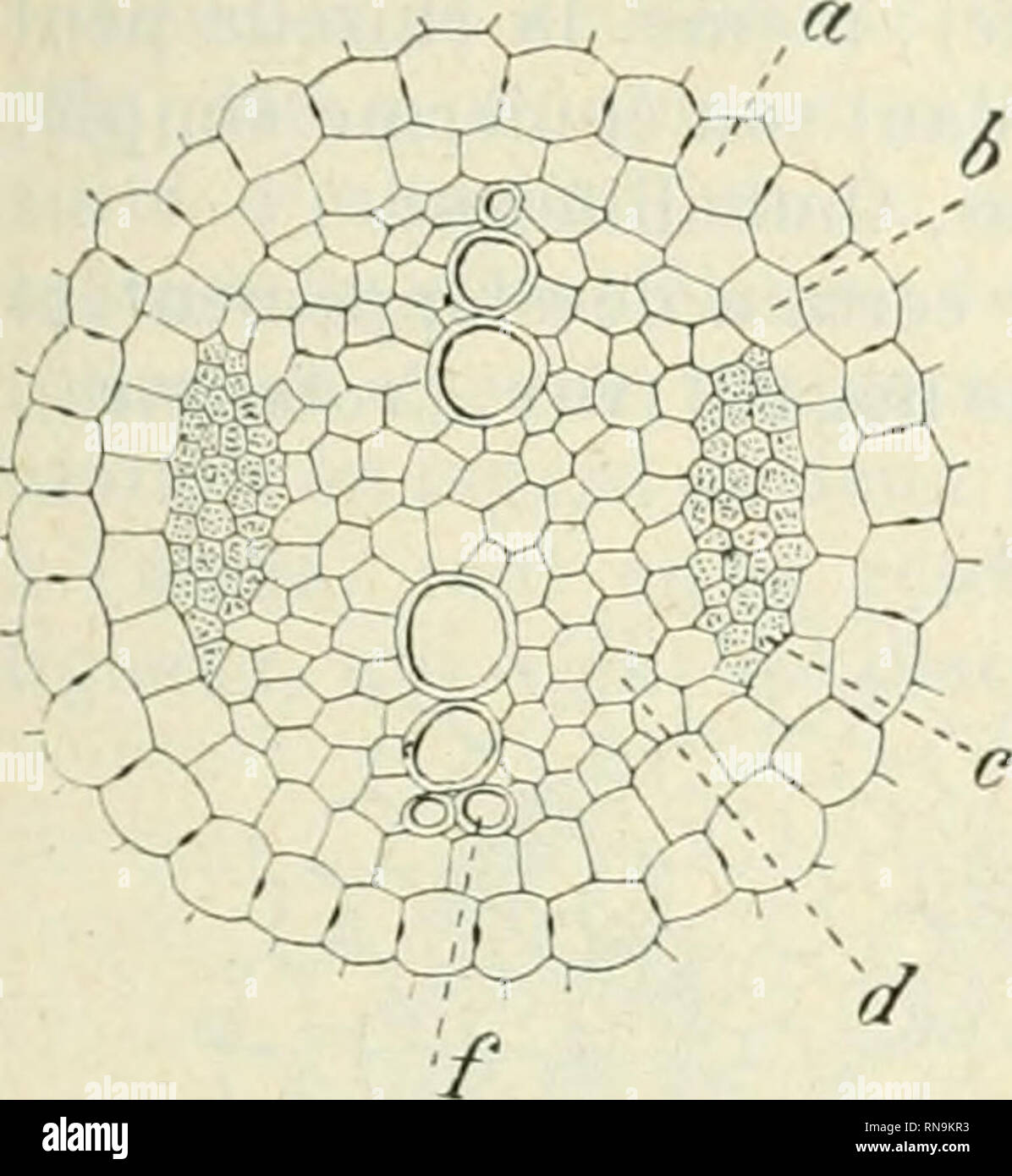 Plante et racine hi-res stock photography and images - Alamy