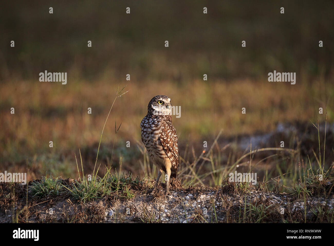 Adult Burrowing owl Athene cunicularia perched outside its burrow on ...