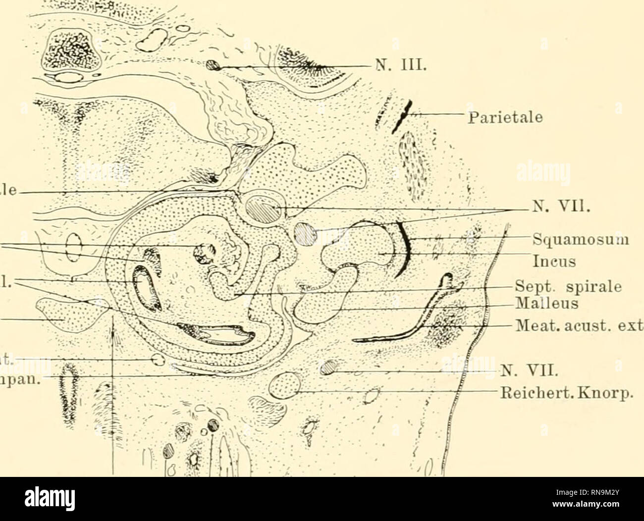Perilymph hi-res stock photography and images - Alamy