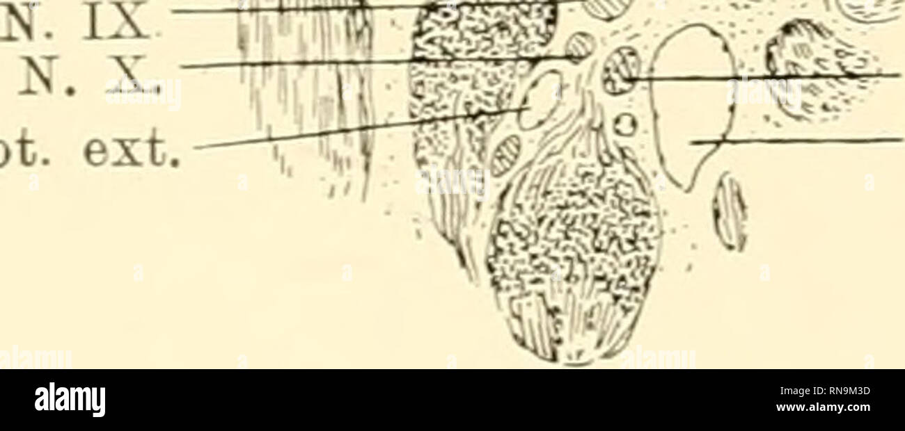 Perilymph hi-res stock photography and images - Alamy