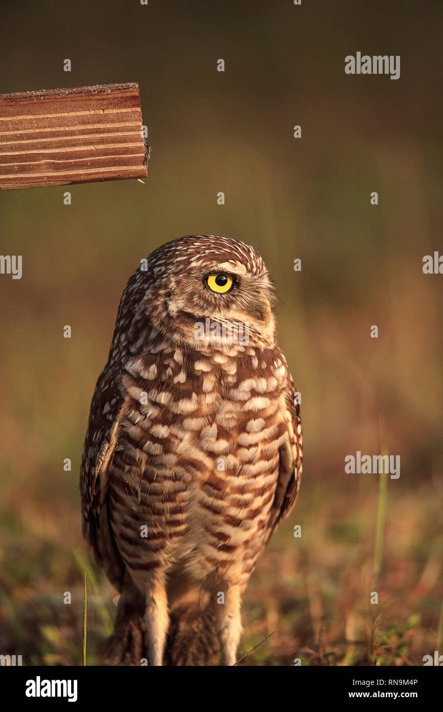 Adult Burrowing owl Athene cunicularia perched outside its burrow on ...