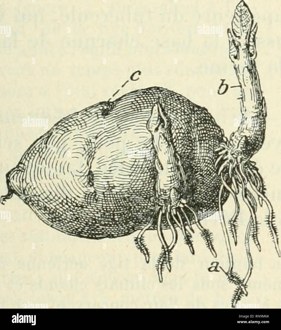 Feuilles de gui hi-res stock photography and images - Alamy