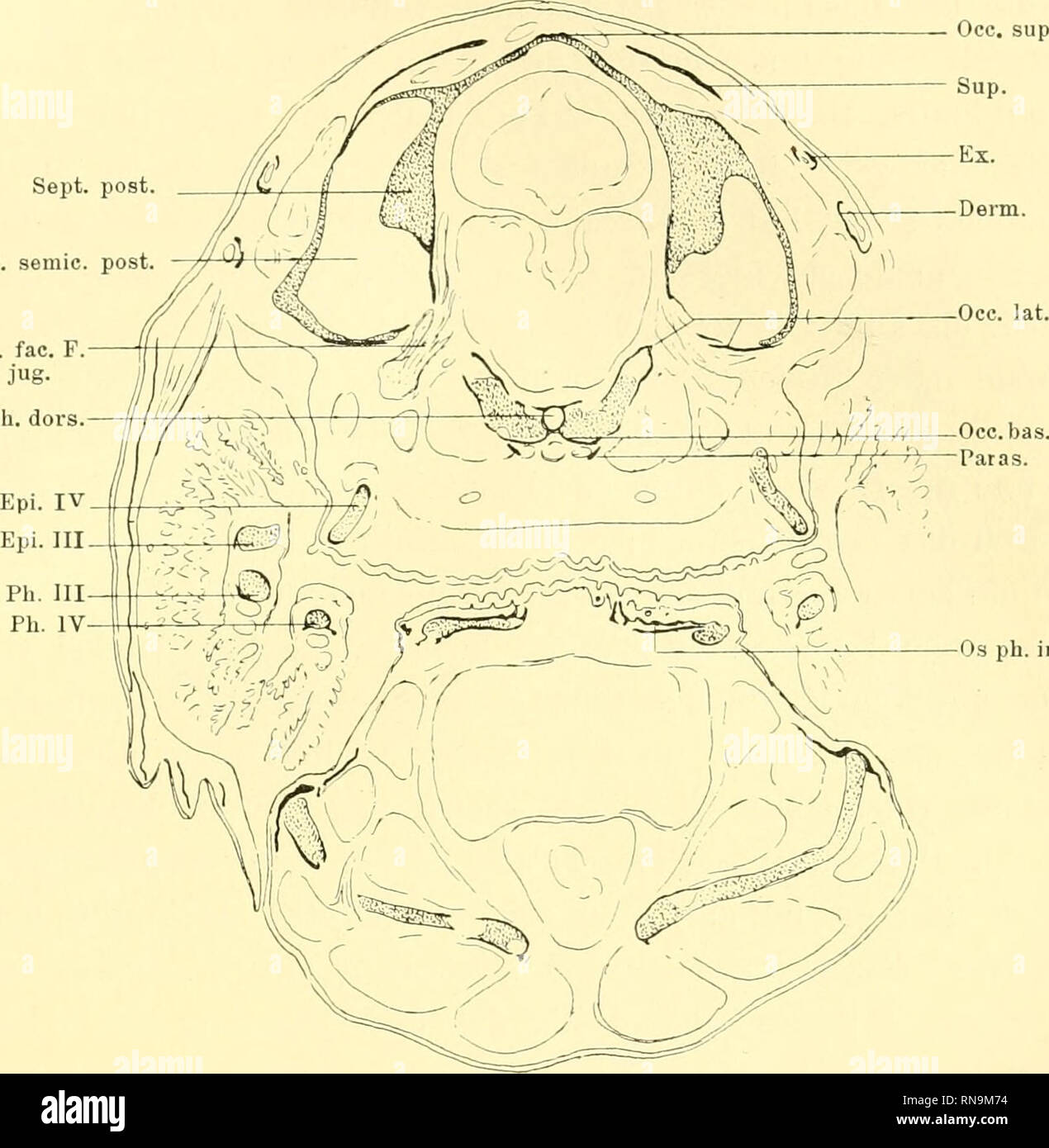 Canalis facialis hi-res stock photography and images - Alamy