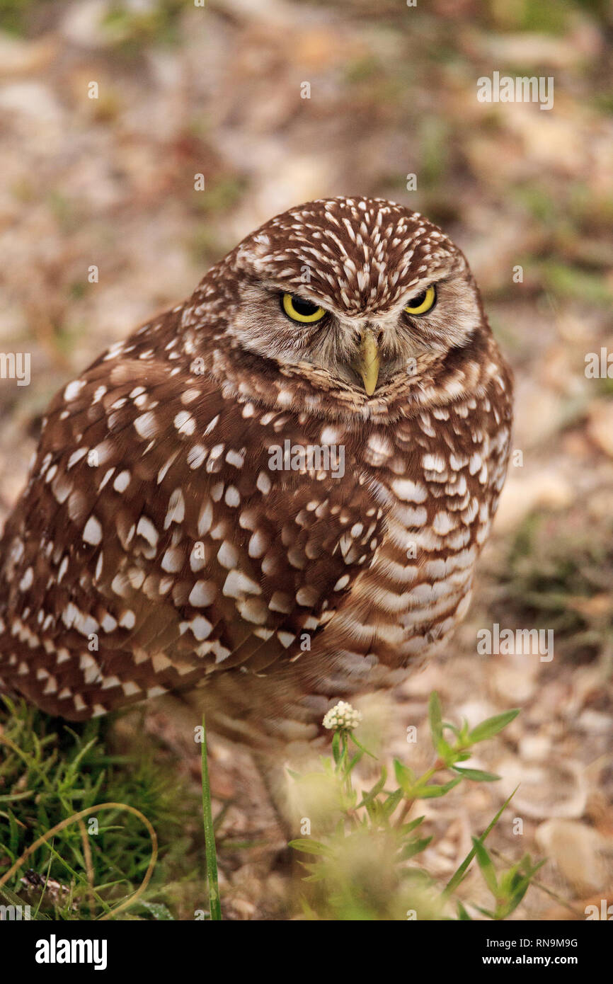 Adult Burrowing owl Athene cunicularia perched outside its burrow on ...