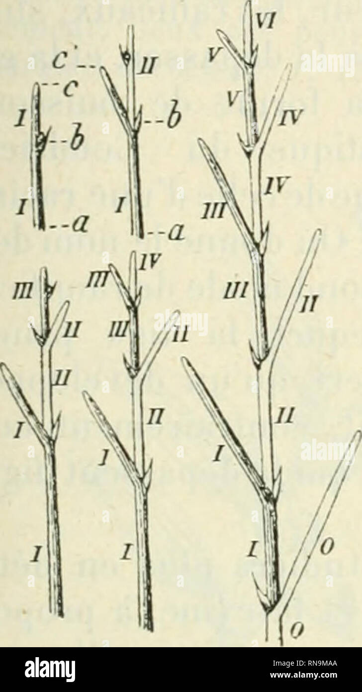 Anatomie des plantes hi-res stock photography and images - Alamy
