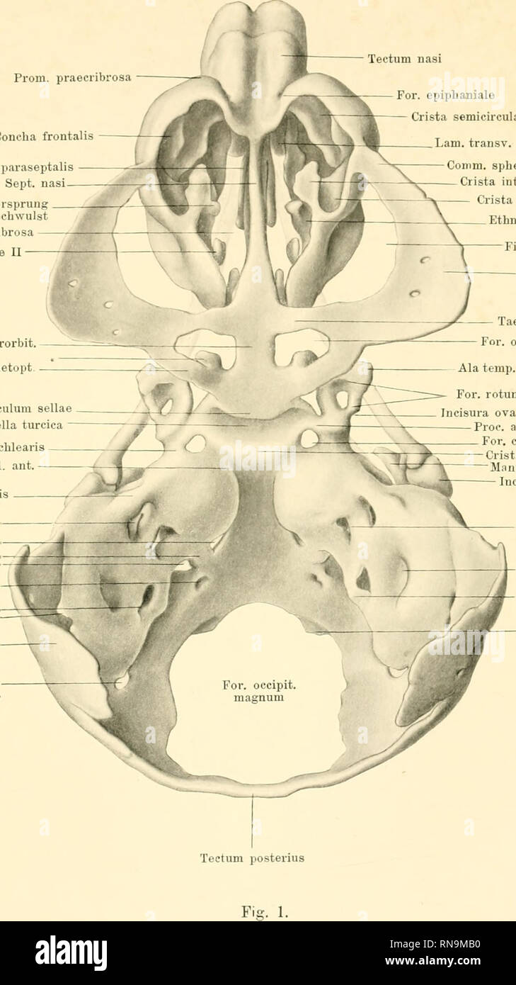 Occipito frontalis hi-res stock photography and images - Alamy