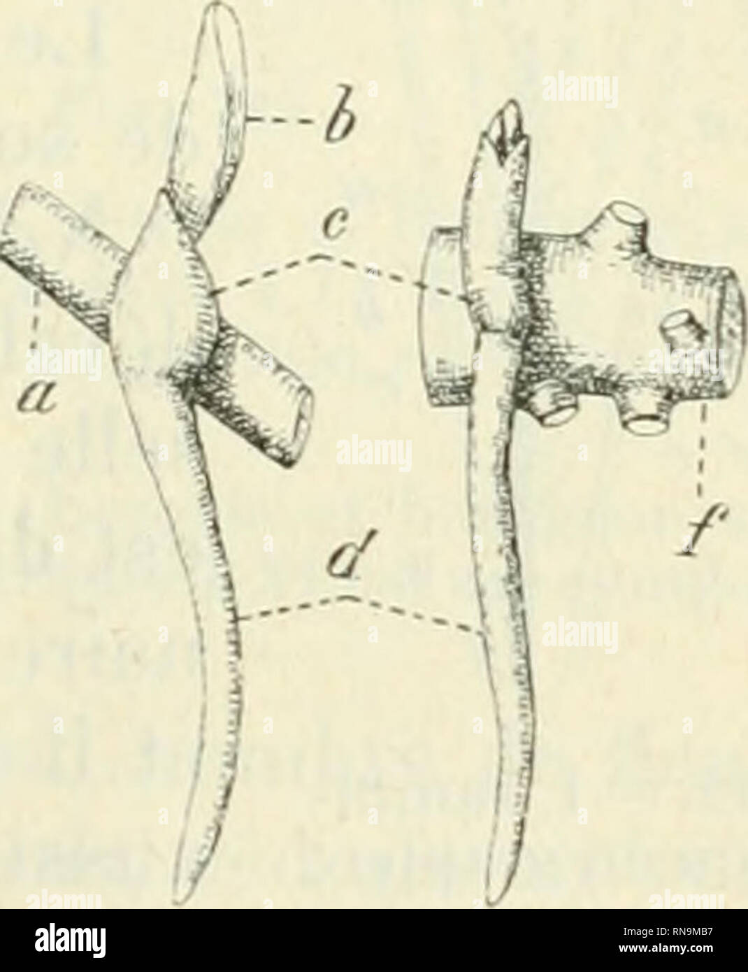 Anatomie de la feuille hi-res stock photography and images - Alamy