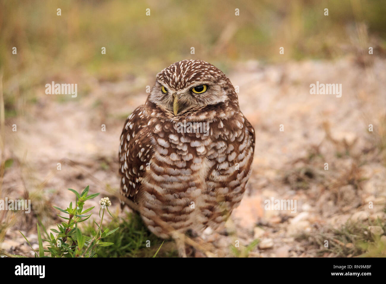 Adult Burrowing owl Athene cunicularia perched outside its burrow on ...