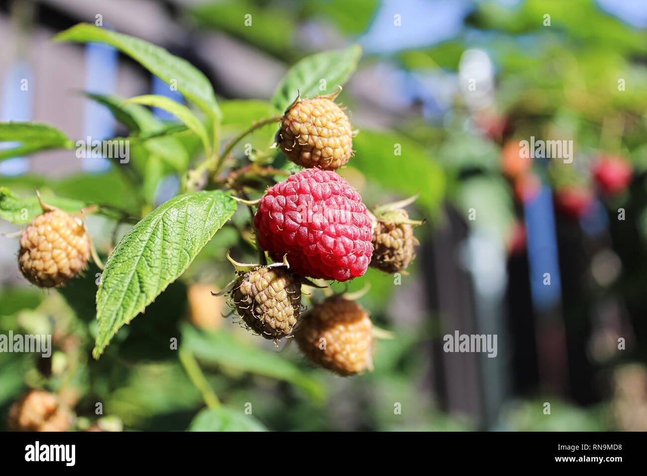 Closeup of a ripe raspberry still on the cane Stock Photo - Alamy