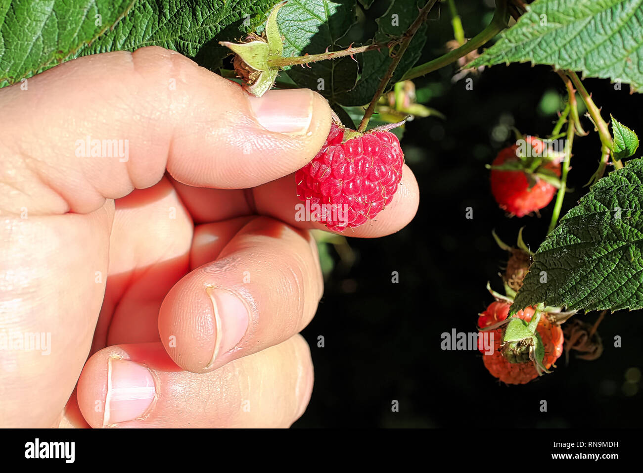 A hand picking a ripe raspberry from the cane Stock Photo - Alamy
