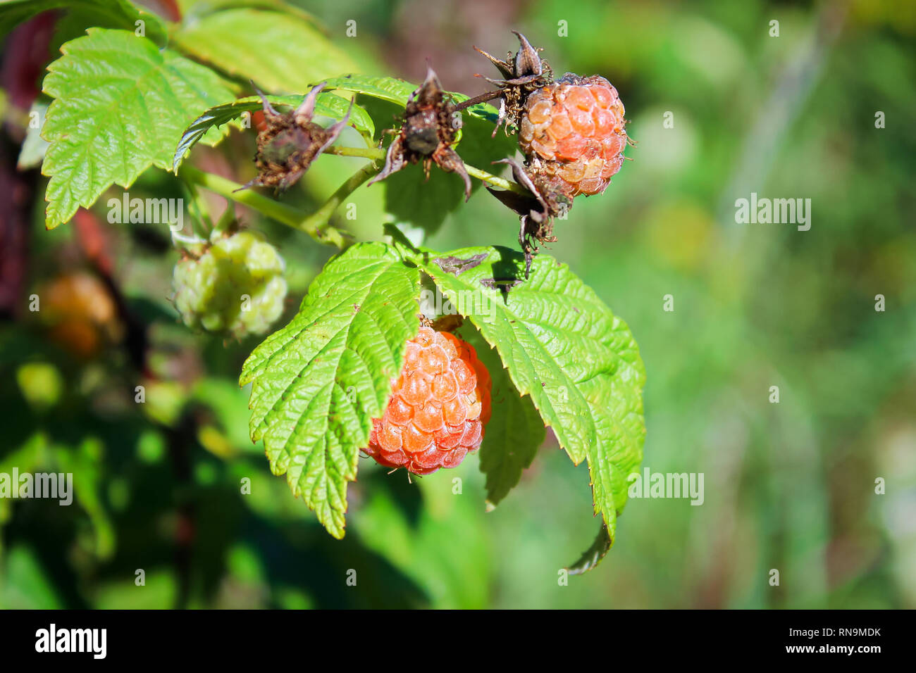 Golden orange fruit hi-res stock photography and images - Alamy