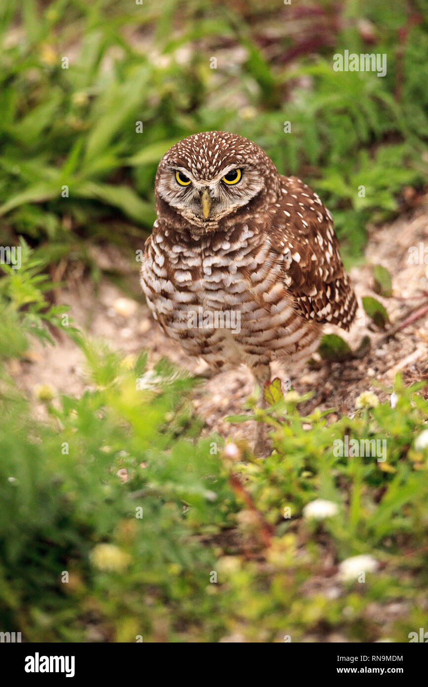 Adult Burrowing owl Athene cunicularia perched outside its burrow on ...