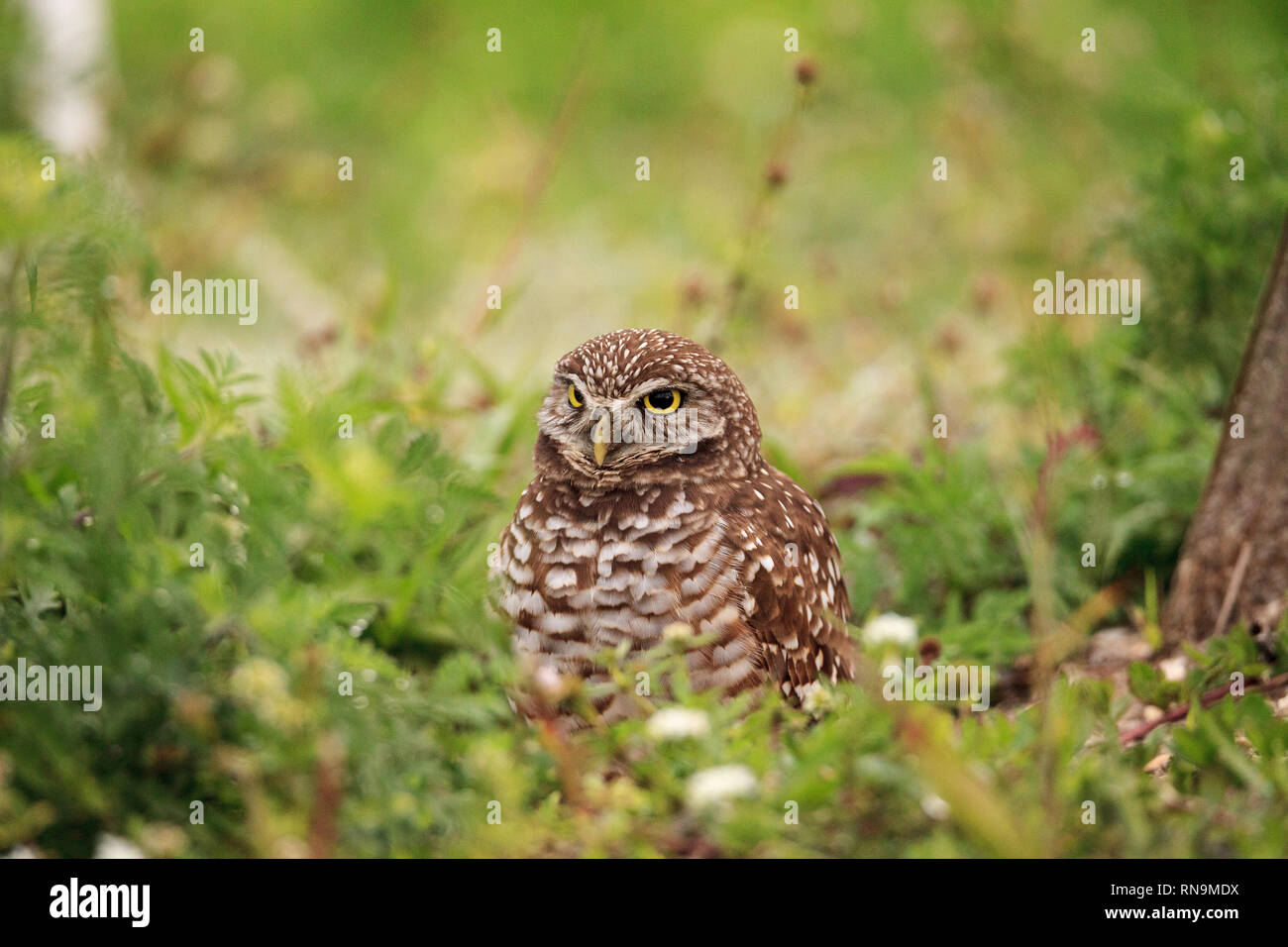 Adult Burrowing owl Athene cunicularia perched outside its burrow on ...