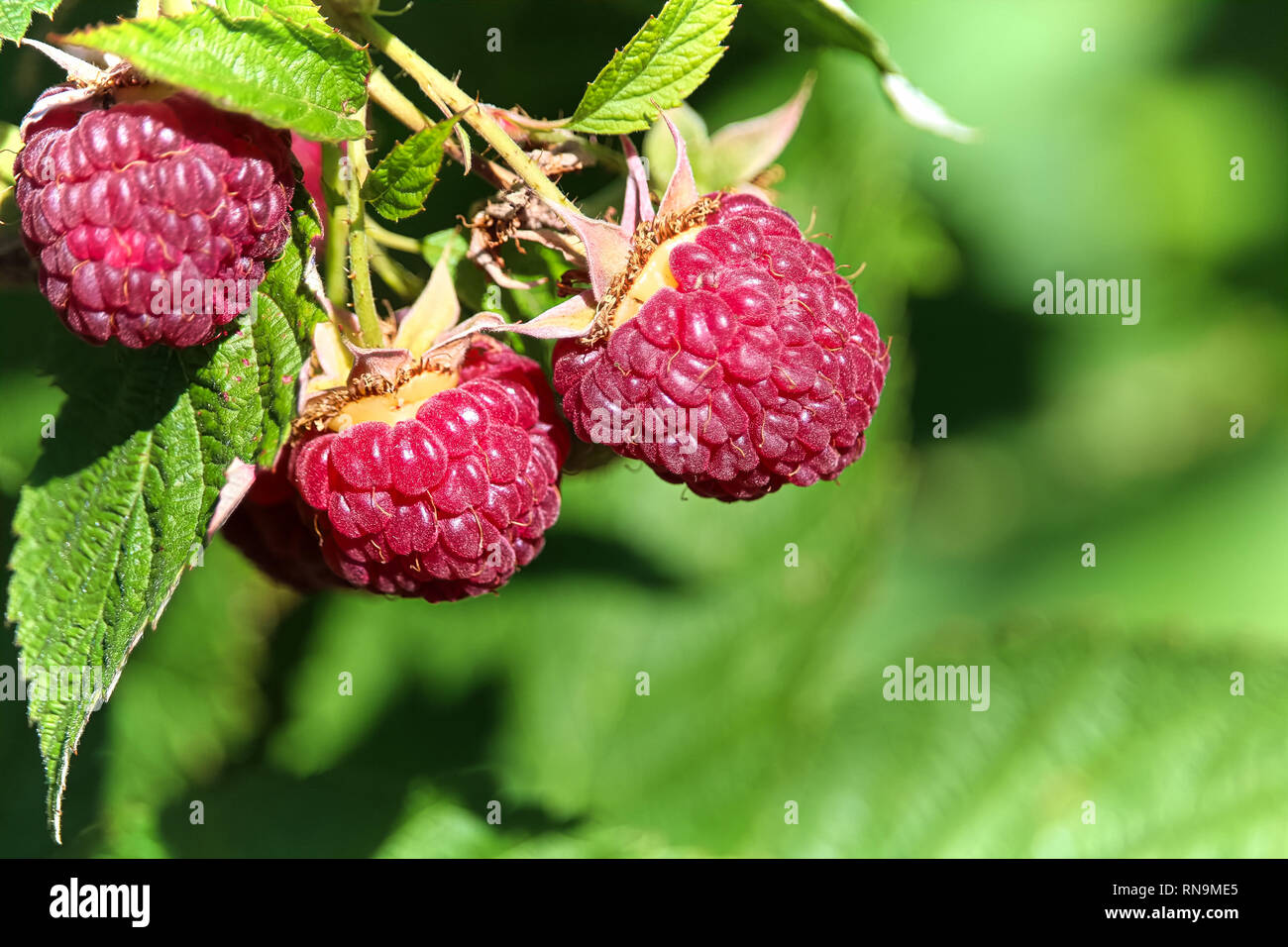 A detailed background picture of ripe raspberries in the fall Stock ...