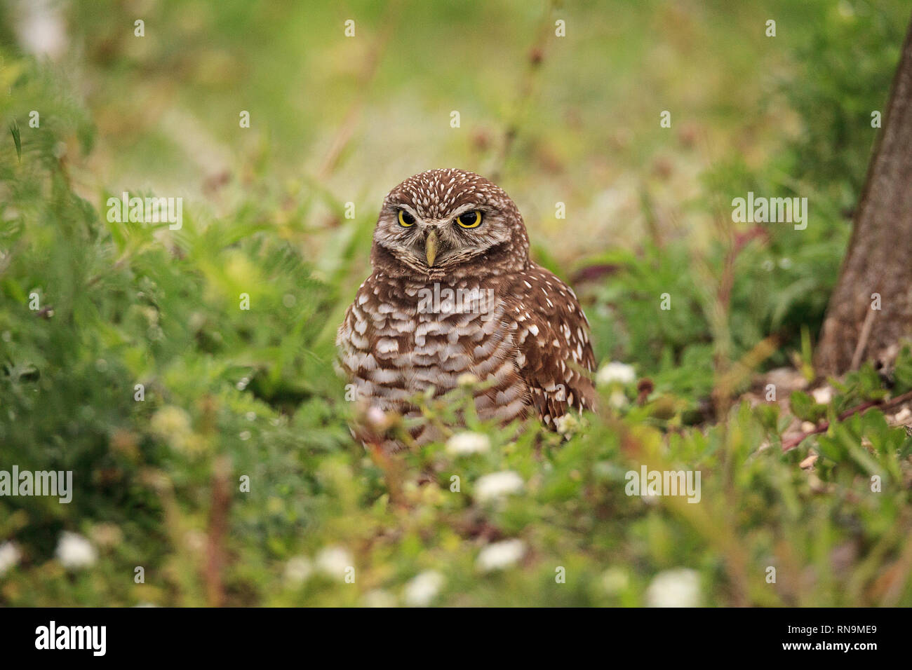 Adult Burrowing owl Athene cunicularia perched outside its burrow on ...
