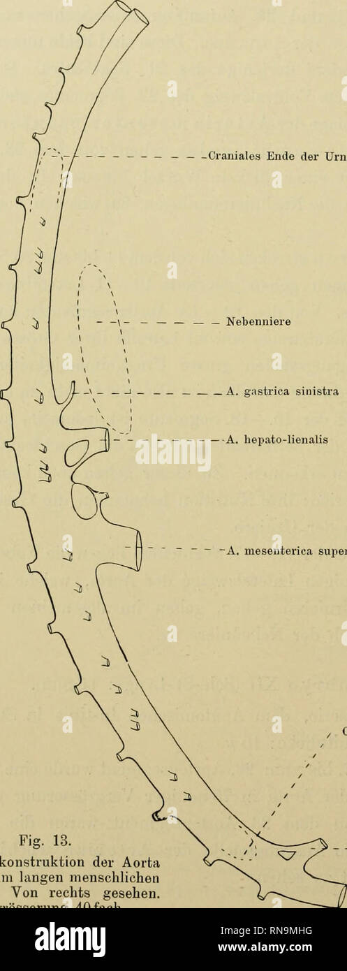 A lienalis hi-res stock photography and images - Alamy