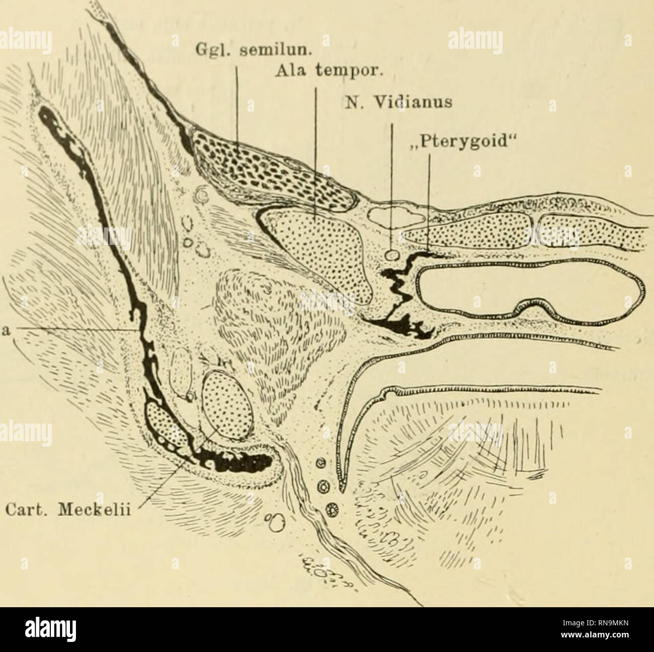 N temporalis hi-res stock photography and images - Alamy