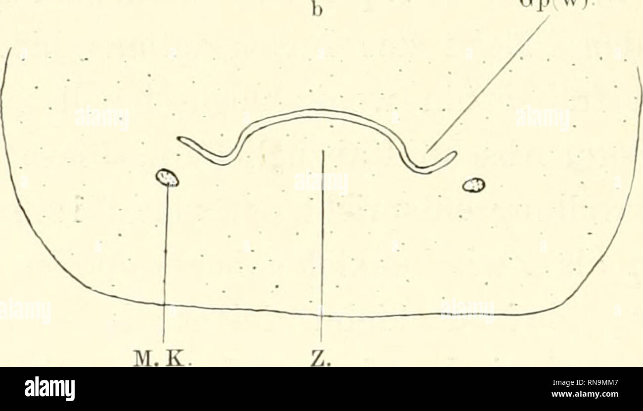 . Anatomische Hefte. -j- Gpth.) M. K Gp'w).. Fig. 14. Fiontalscbnitte ...