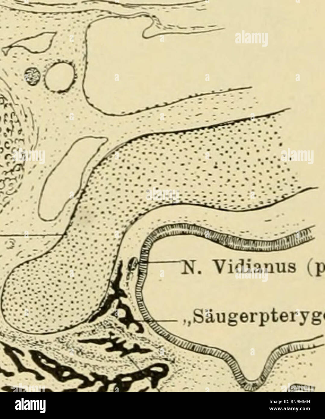 . Anatomische Hefte. --^v^. Taen. clino-orb • ''«ref N. Vidianus i ...