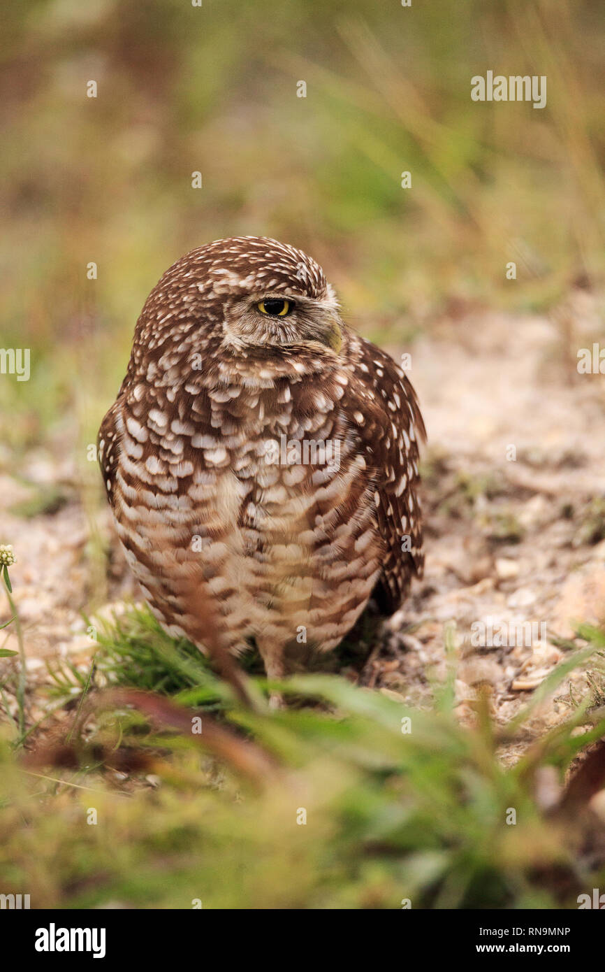 Adult Burrowing owl Athene cunicularia perched outside its burrow on ...
