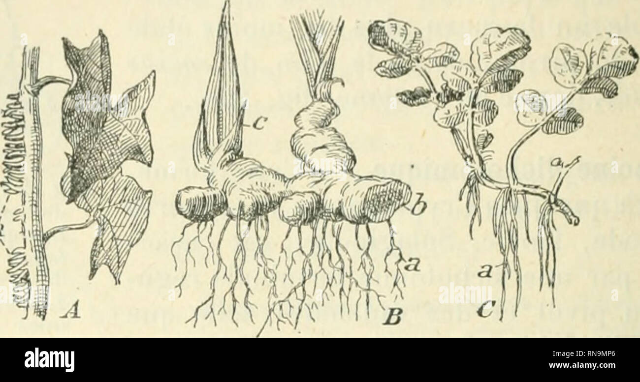 Racines adventives hi-res stock photography and images - Alamy